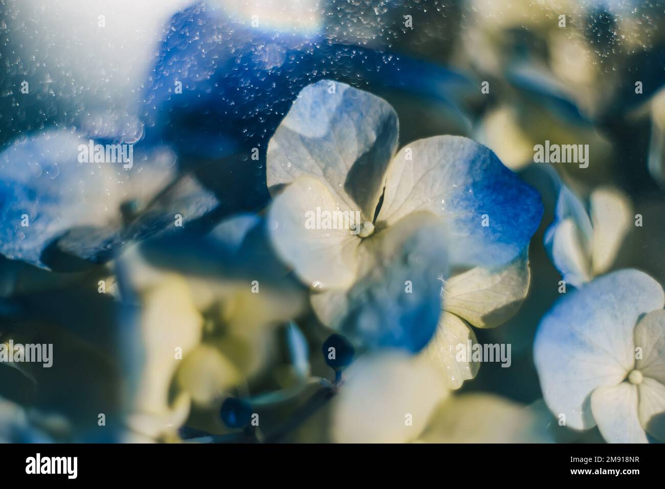 Blue color hydrangeas hi-res stock photography and images - Alamy