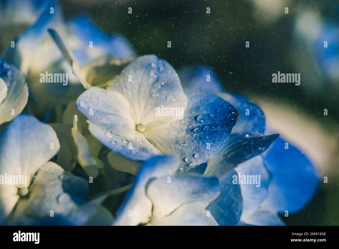 Blue color hydrangeas hi-res stock photography and images - Alamy
