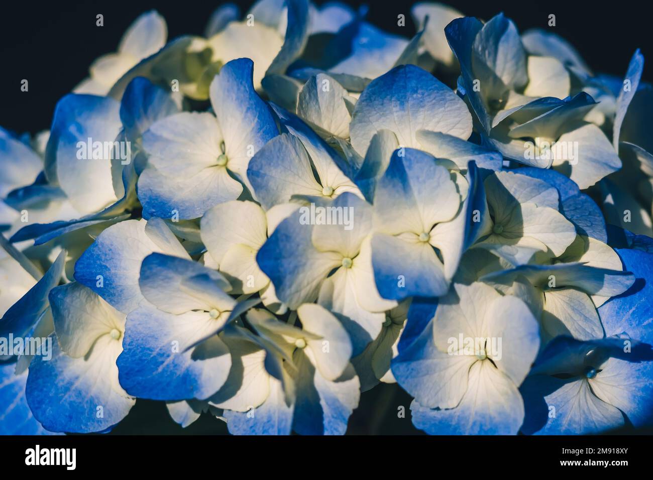 Blue beautiful hydrangea flowers in the rain close-up Stock Photo - Alamy