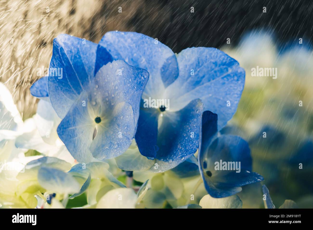 Blue beautiful hydrangea flowers in the rain close-up Stock Photo - Alamy