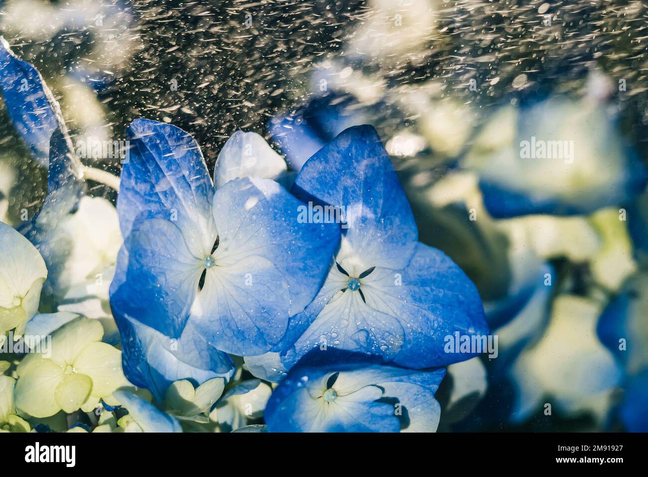 Beautiful blue hydrangea flowers under raindrops close-up Stock Photo ...