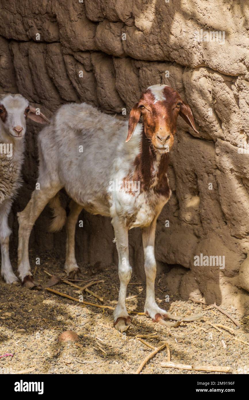 Goats in a shelter in a rural area of Egypt Stock Photo - Alamy