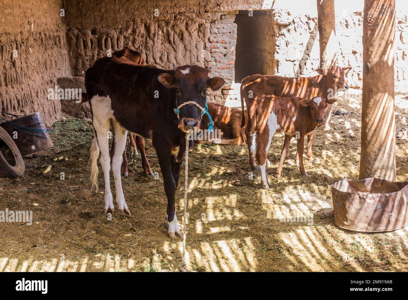 Brown cows egypt hi-res stock photography and images - Alamy