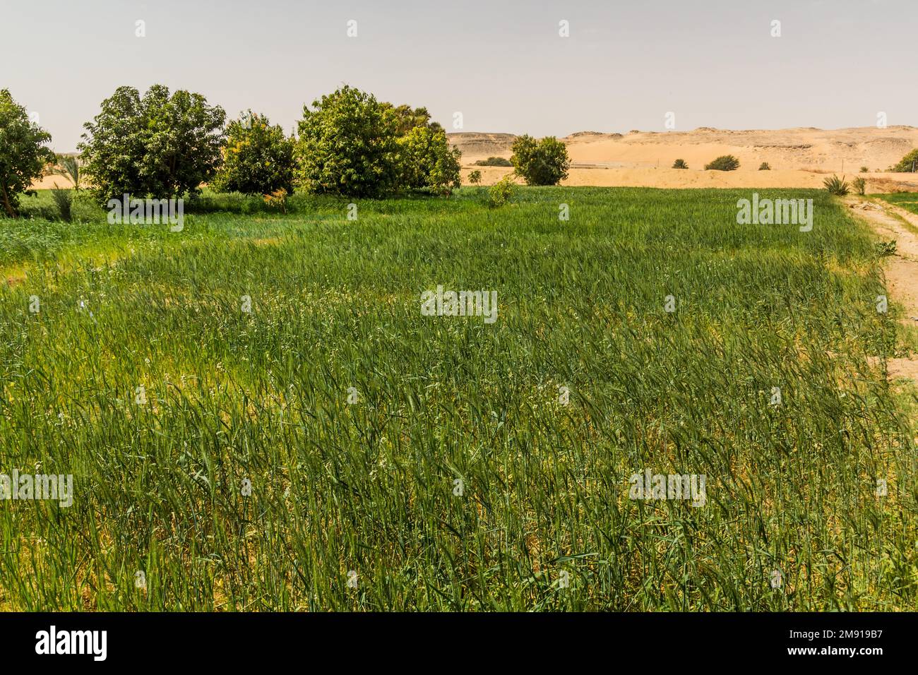Fields by the river Nile, Egypt Stock Photo - Alamy