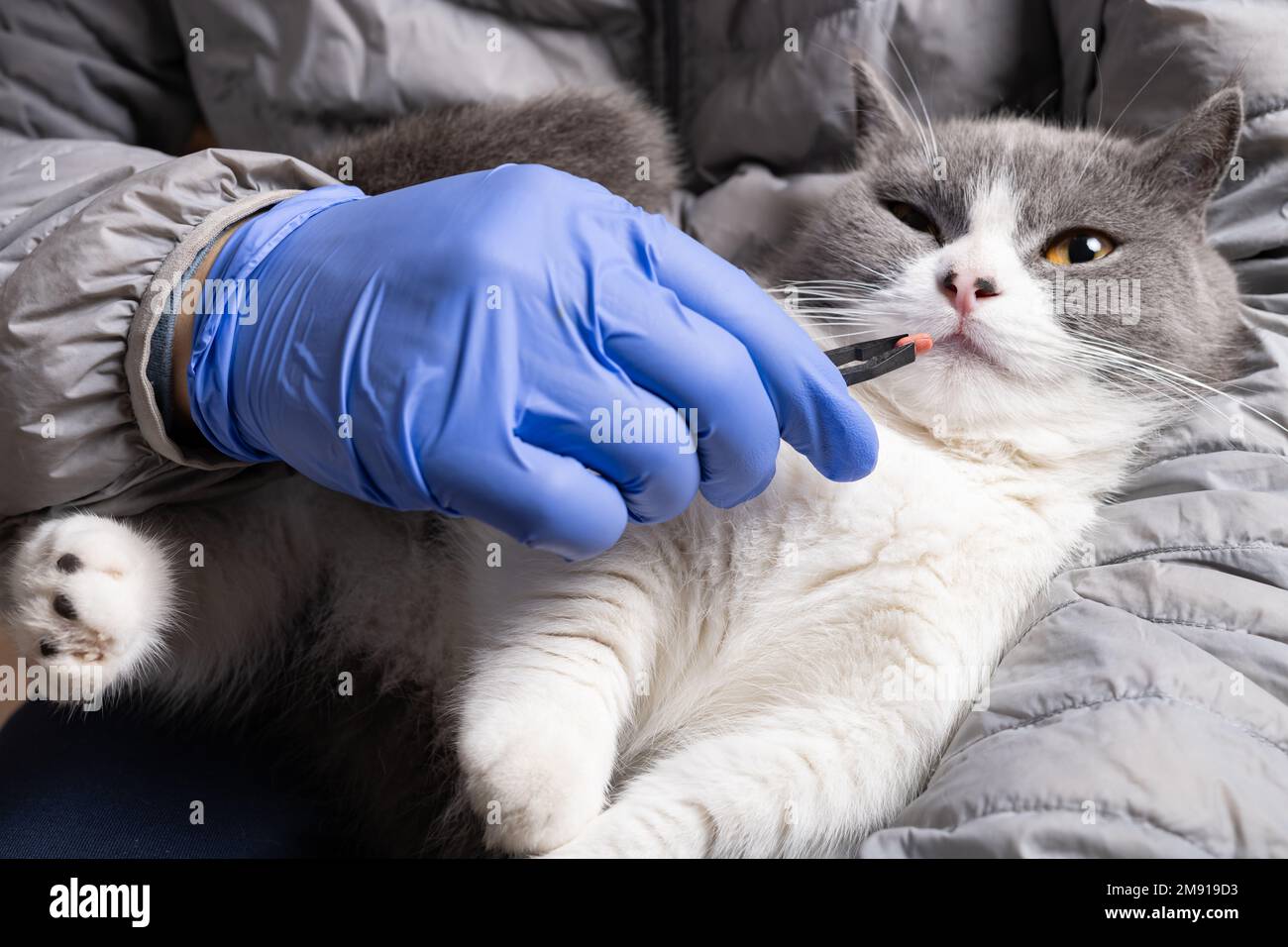giving a pill to a cat Stock Photo - Alamy