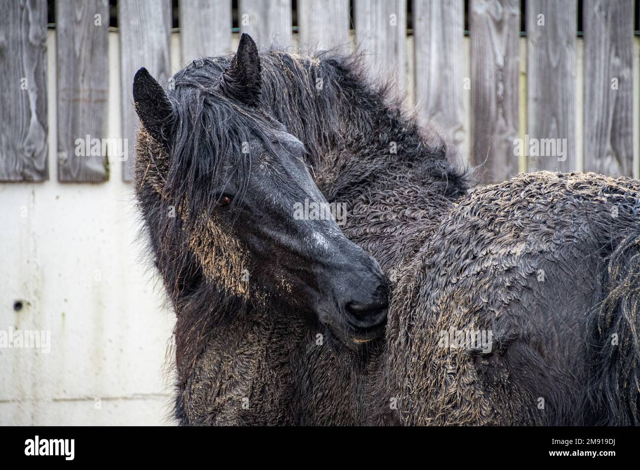Friesian horse head hi-res stock photography and images - Alamy
