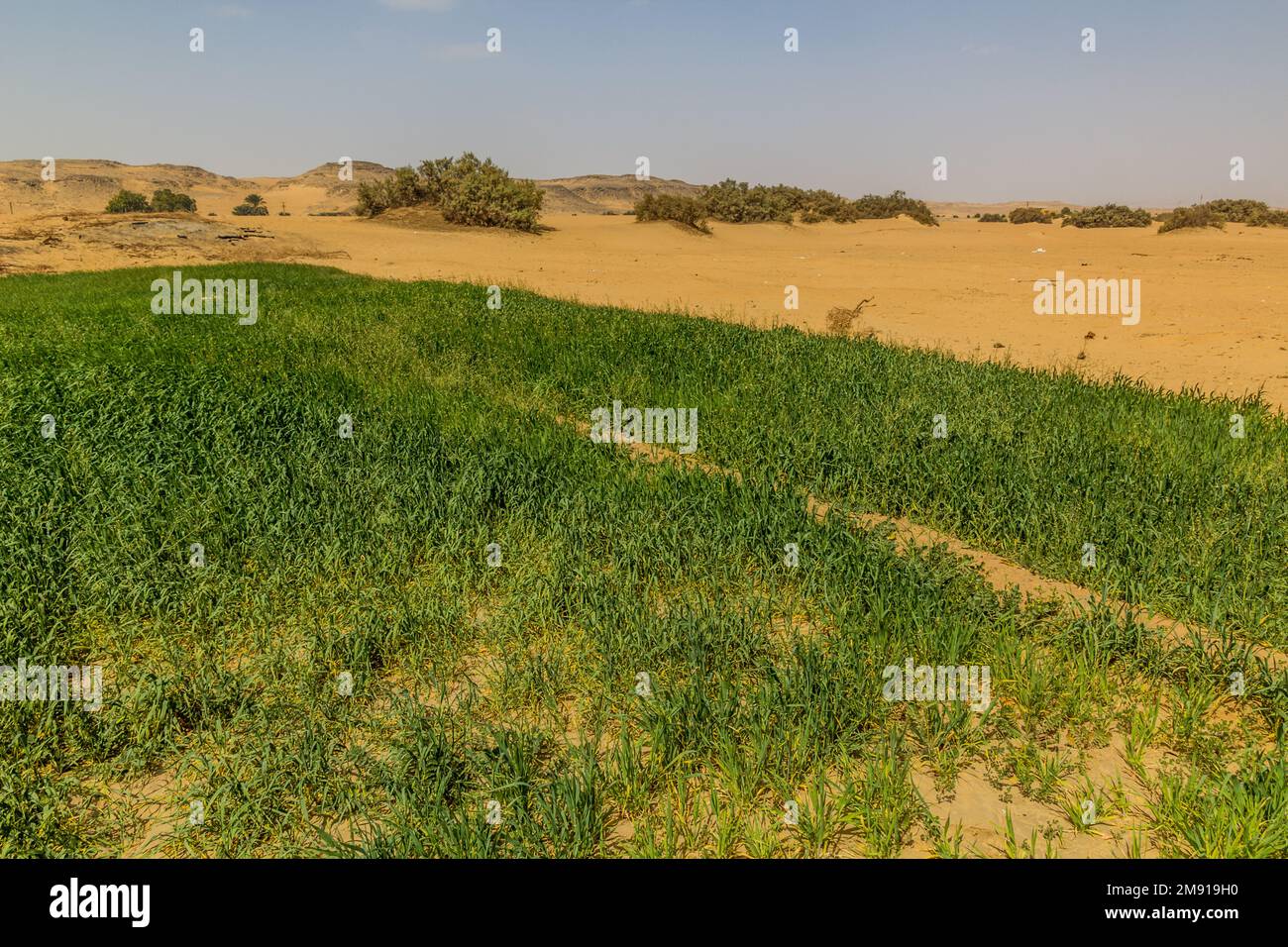Fields by the river Nile, Egypt Stock Photo - Alamy
