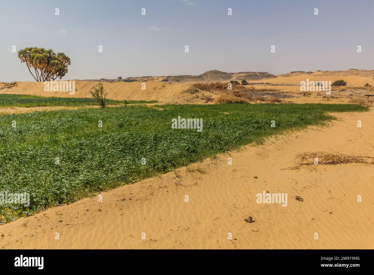 Fields by the river Nile, Egypt Stock Photo - Alamy