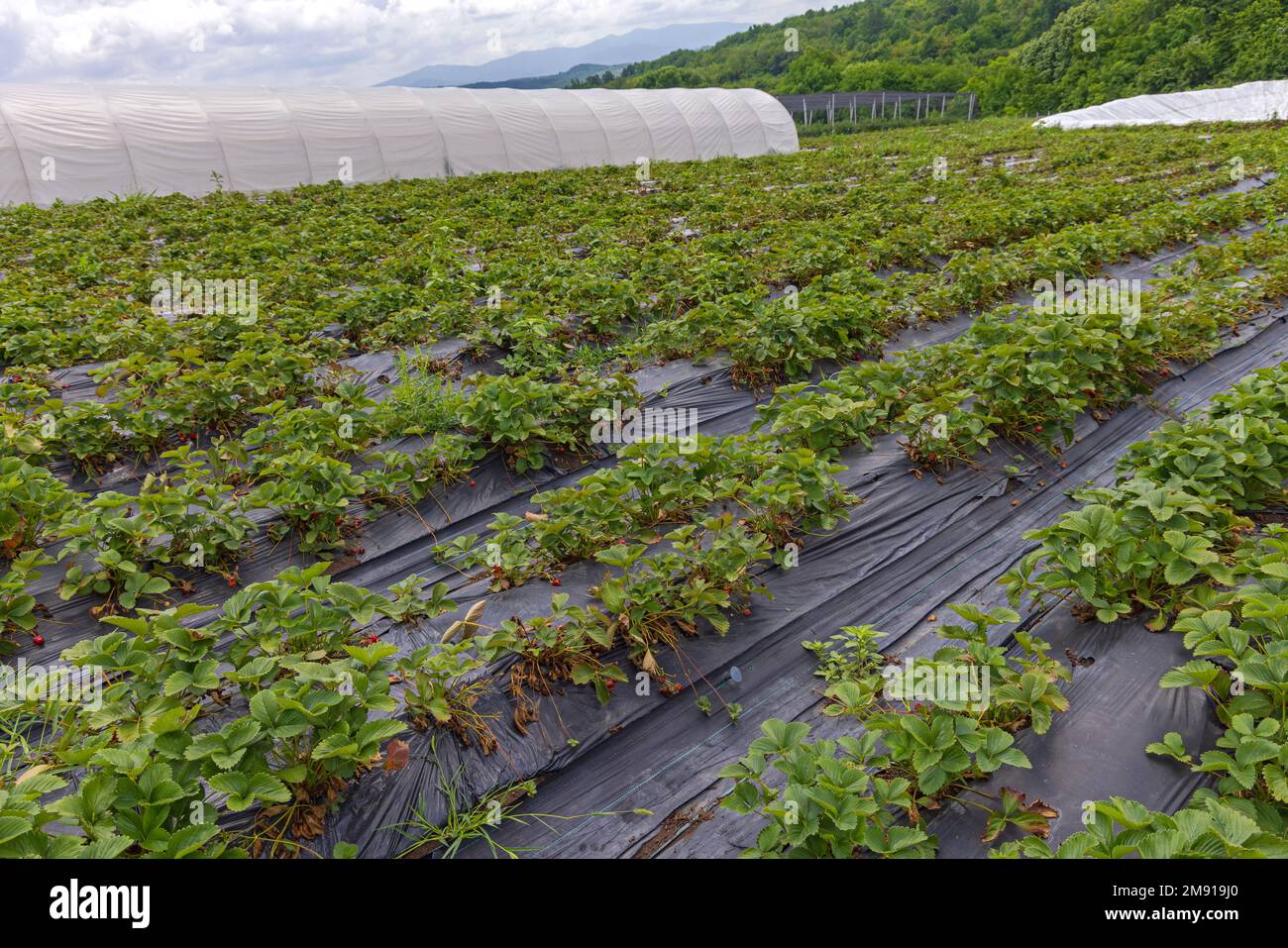 Strawberry Growing at Perforated Foil in Row Fruits Farming Field Stock ...