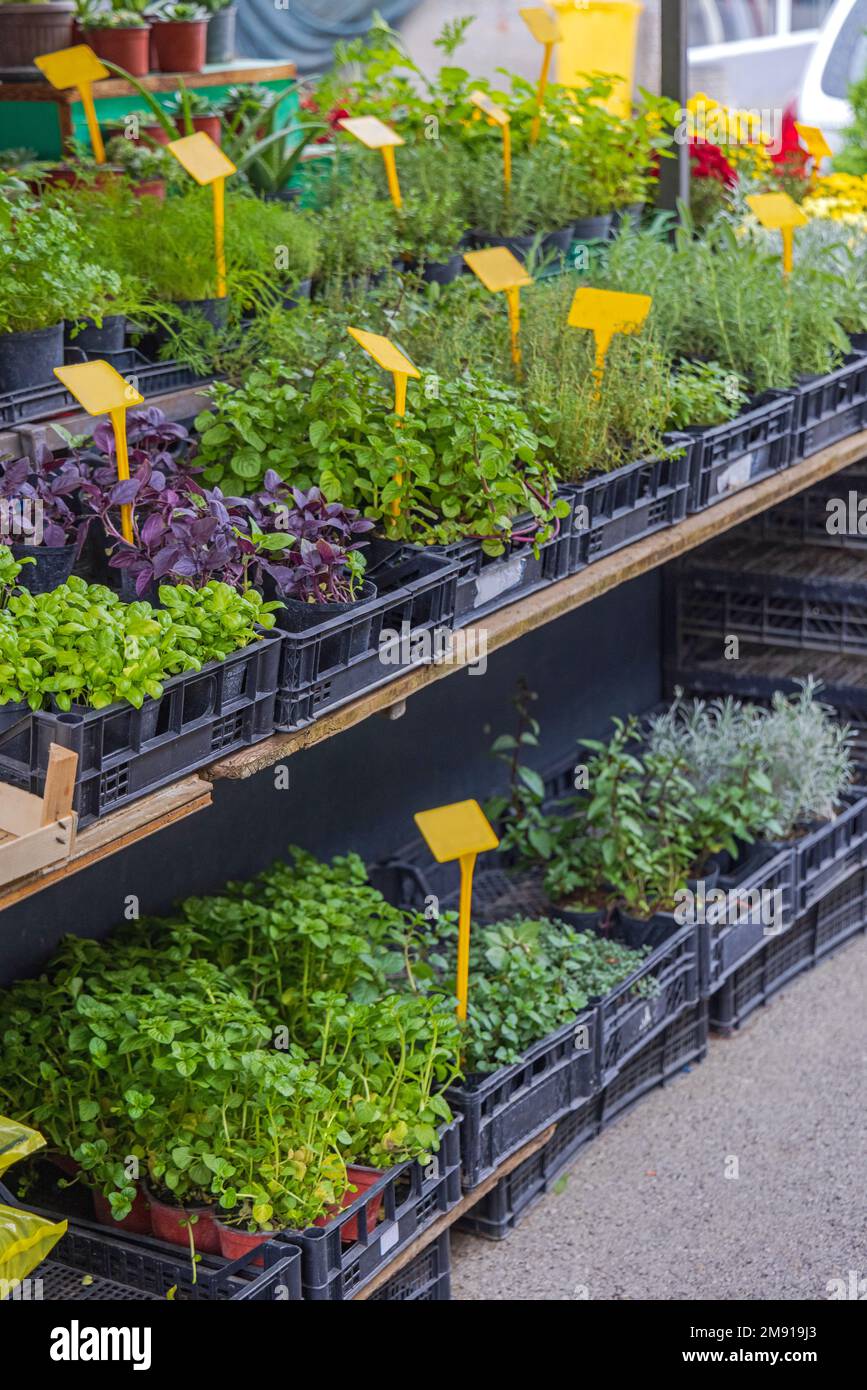 Fresh Herbs and Spices Edible Plants Garden Supply in Crates Stock ...