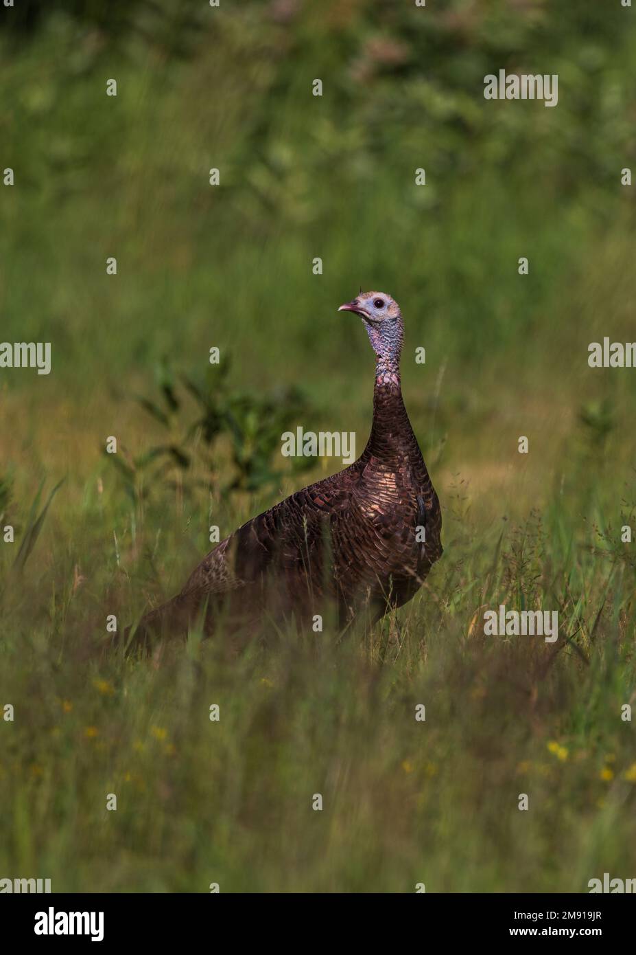 Tom turkey in northern Wisconsin Stock Photo - Alamy
