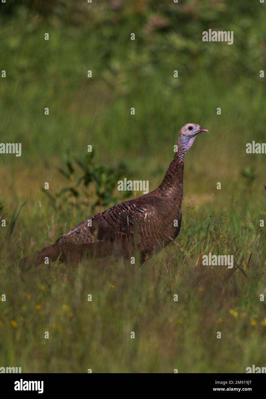 Tom turkey in northern Wisconsin Stock Photo - Alamy