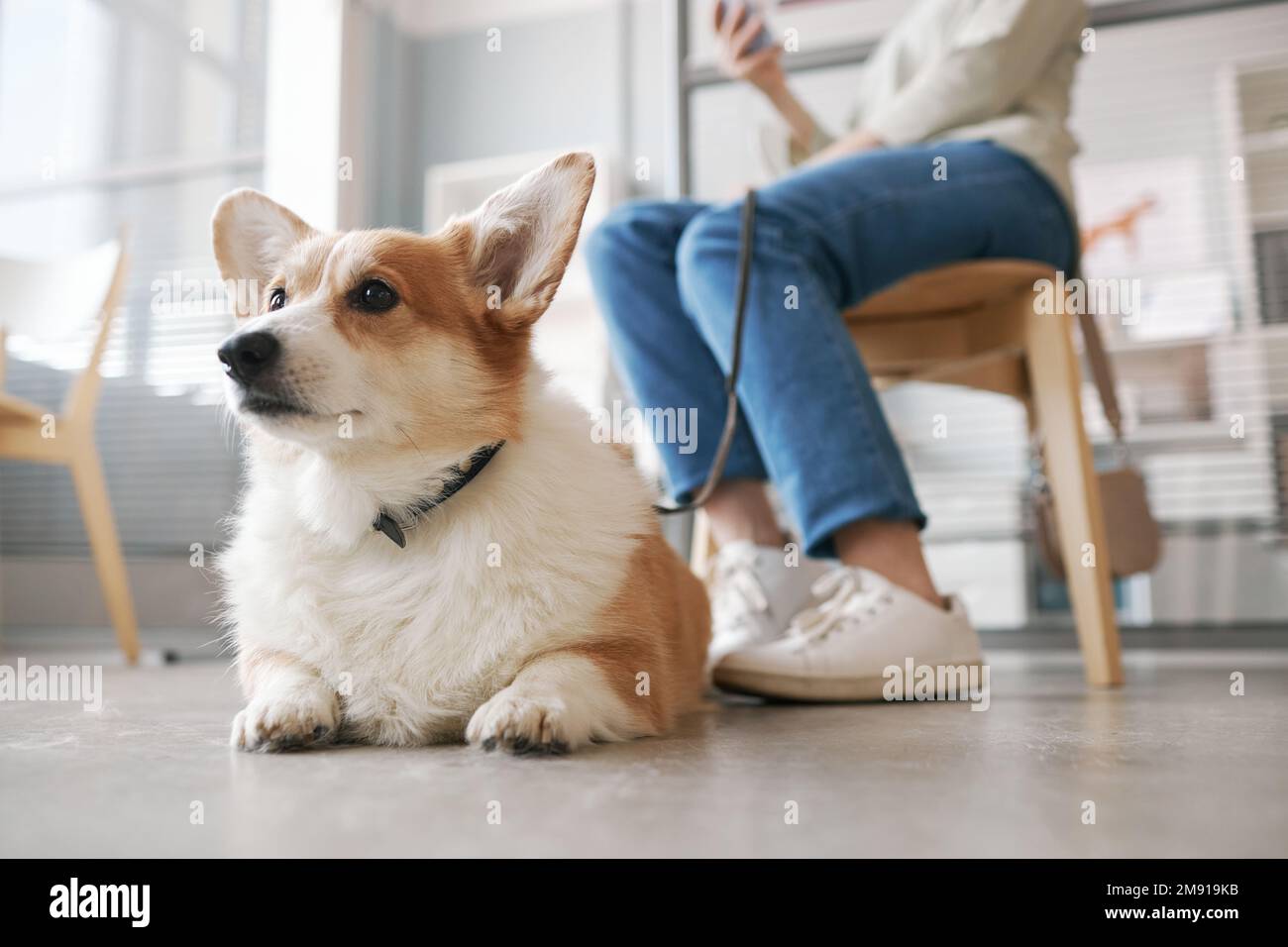Cute welsh pembroke corgi pet with collar on neck waiting for vet ...