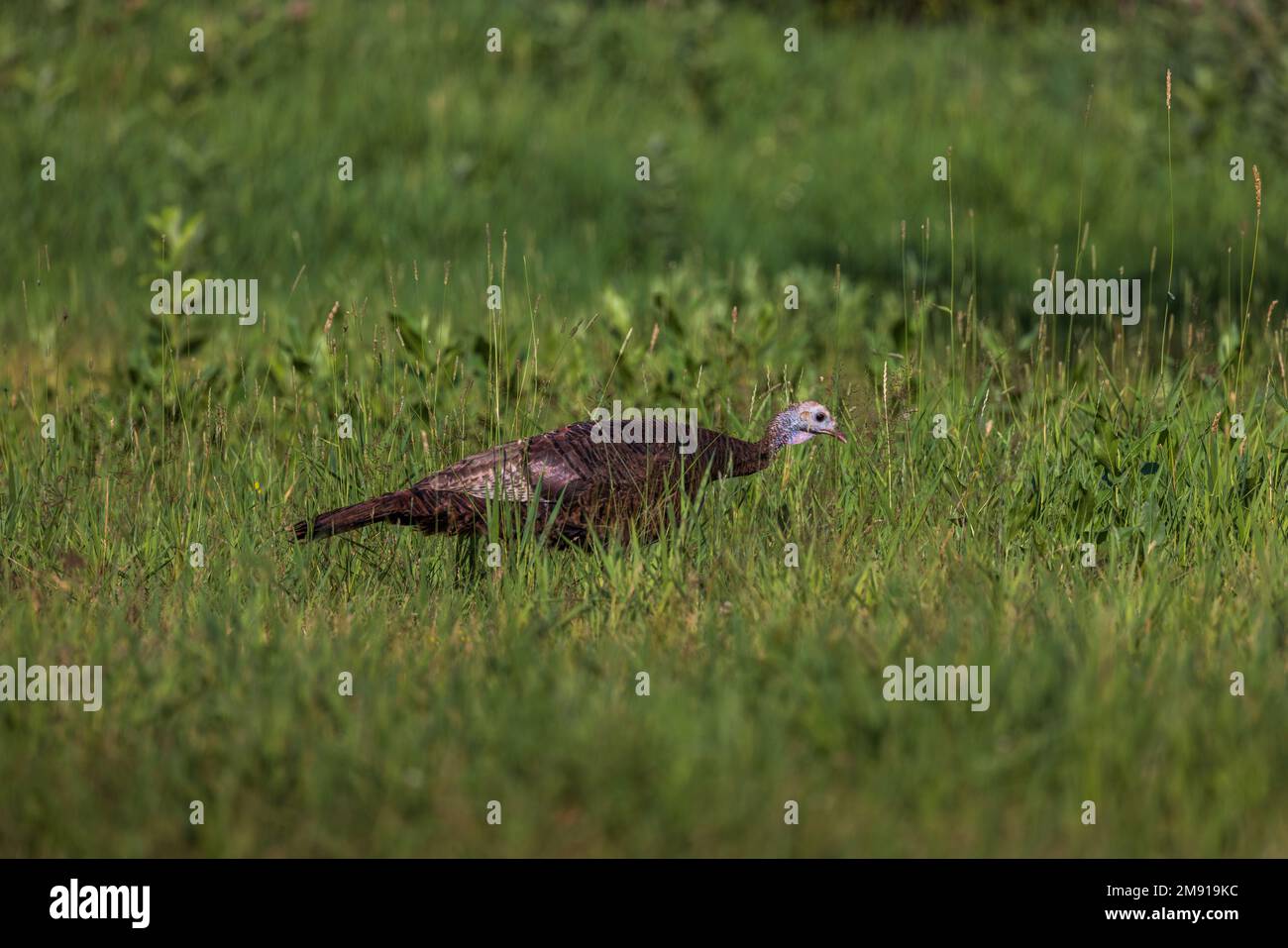 Eastern tom turkey hi-res stock photography and images - Alamy