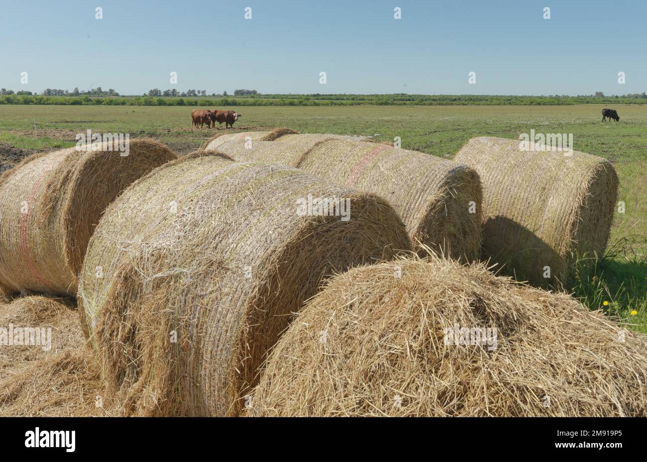 Rural landscape with dry hay rolls stacked in field Stock Photo - Alamy