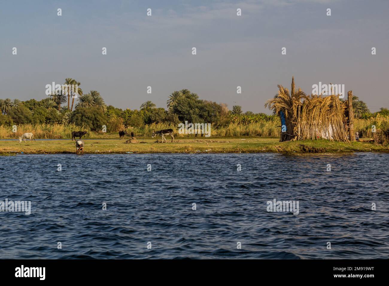 Farm animals at the banks of the river Nile, Egypt Stock Photo - Alamy