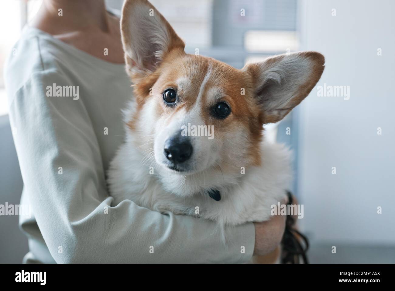 Cute fluffy welsh pembroke corgi dog looking at camera while young ...