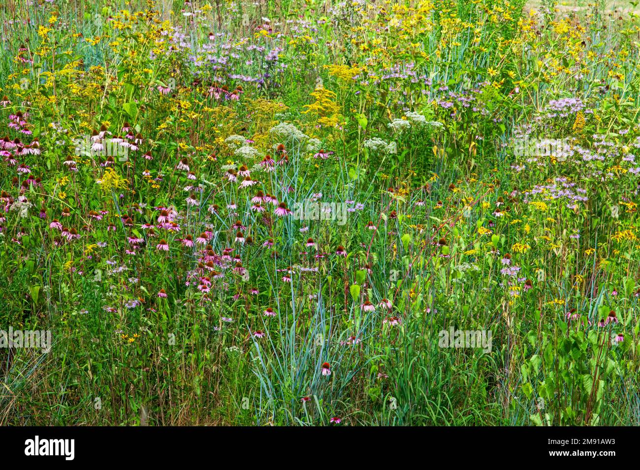 A planted native widflower meadow at Prompton State Park , Wayne County ...