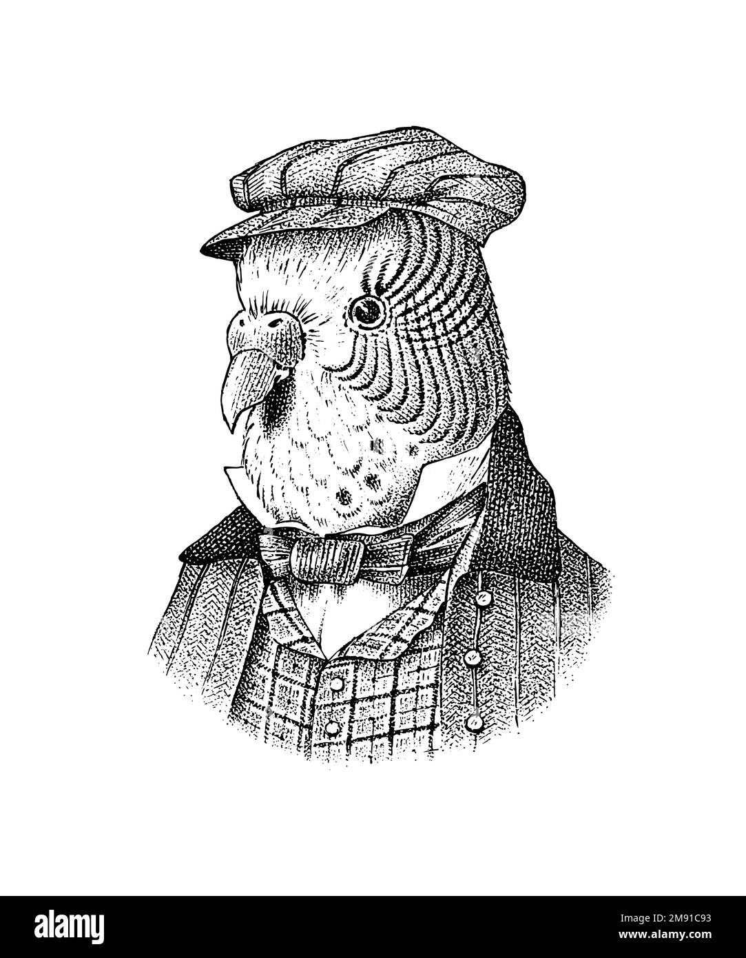 Budgerigar character or common parrot, shell parakeet. Fashionable ...