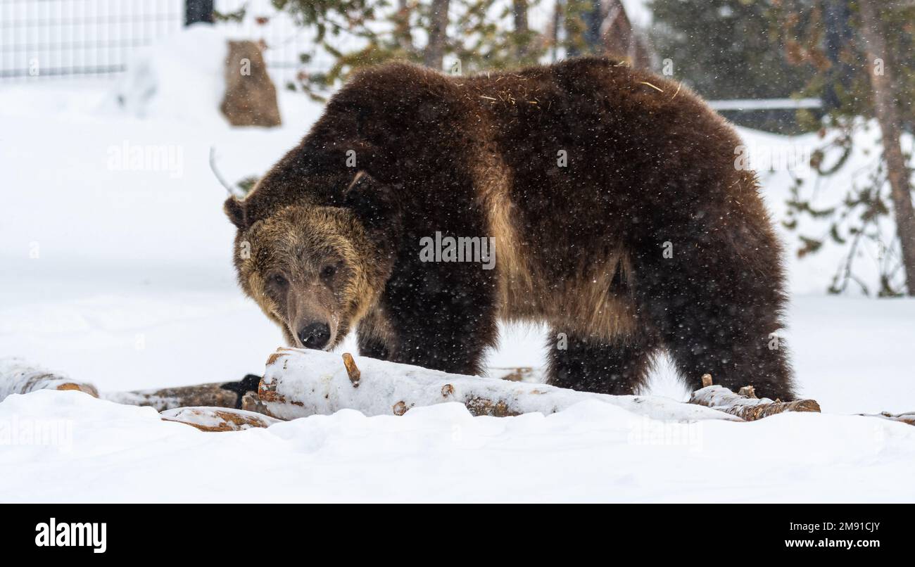 Yellowstone ecosystem watershed hi-res stock photography and images - Alamy