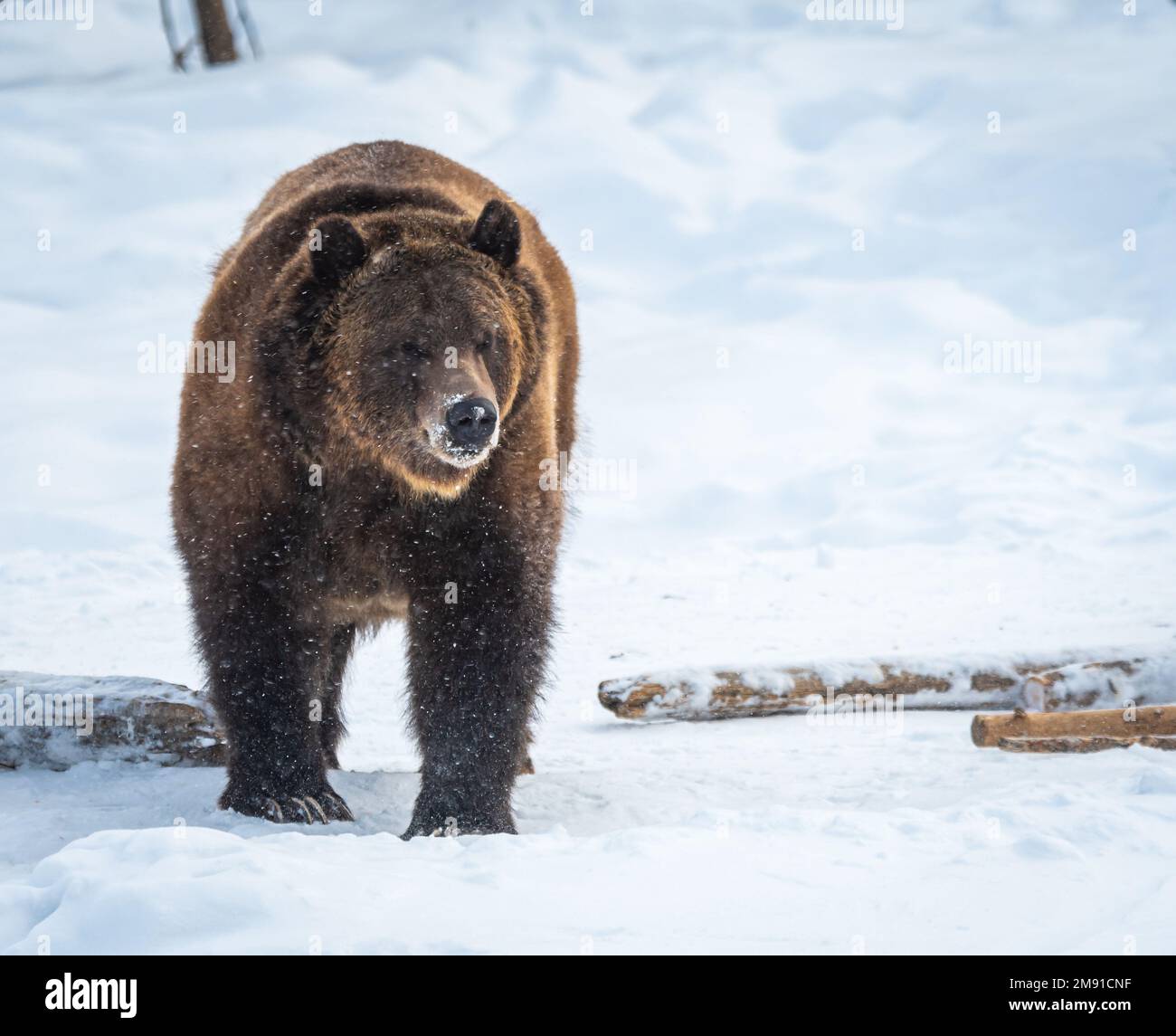Bear at Yellowstone Bear World in West Yellowstone Stock Photo - Alamy