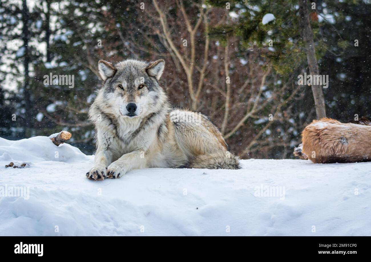 Yellowstone wolves hi-res stock photography and images - Alamy