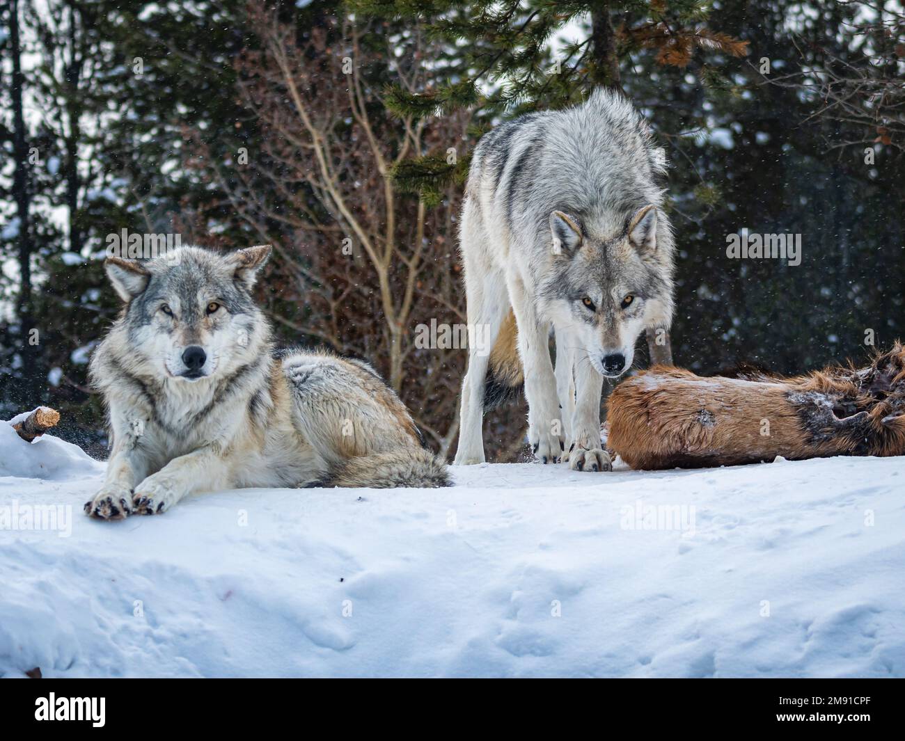 Wolves at Yellowstone Bear World in West Yellowstone Stock Photo - Alamy