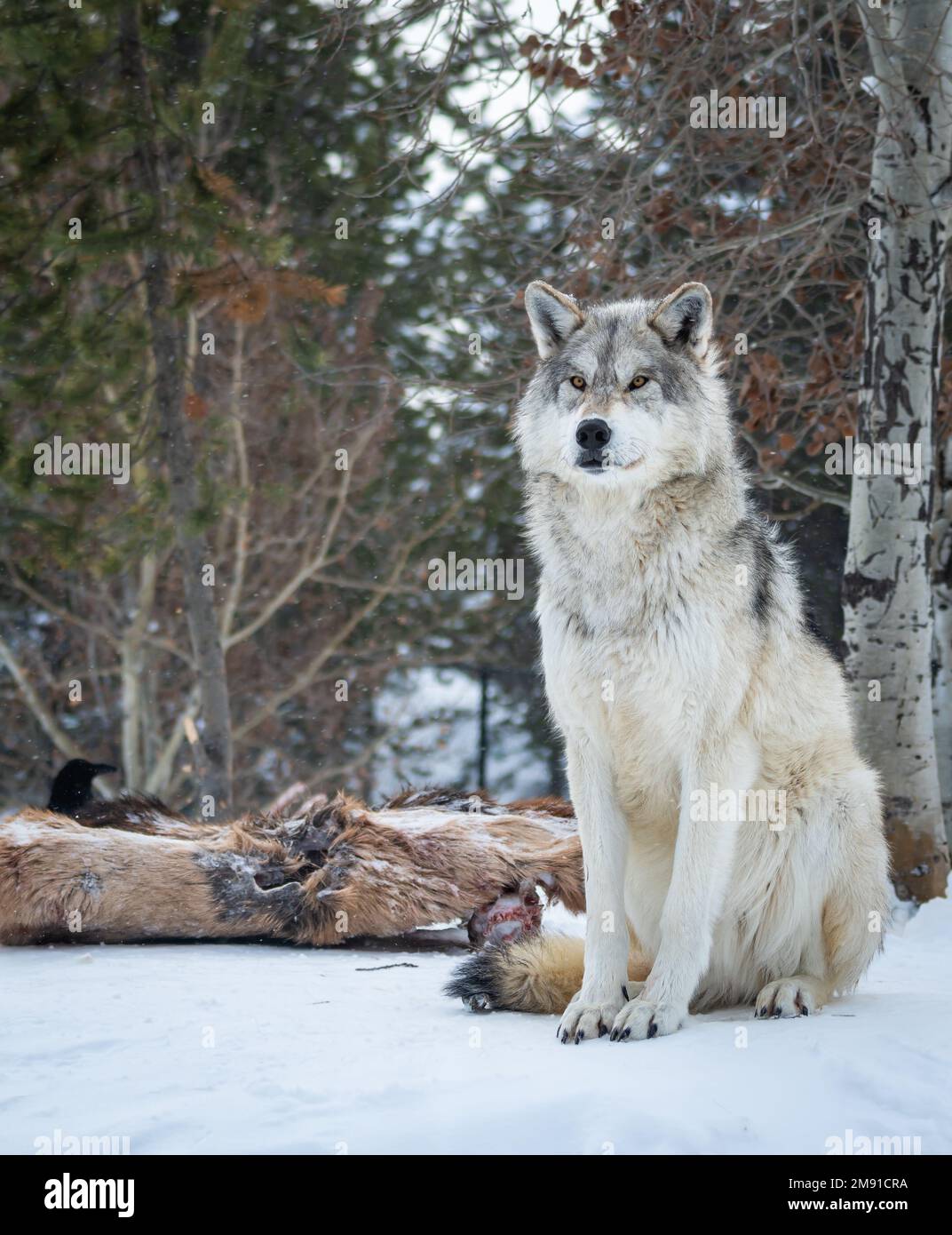 Wolves at Yellowstone Bear World in West Yellowstone Stock Photo - Alamy