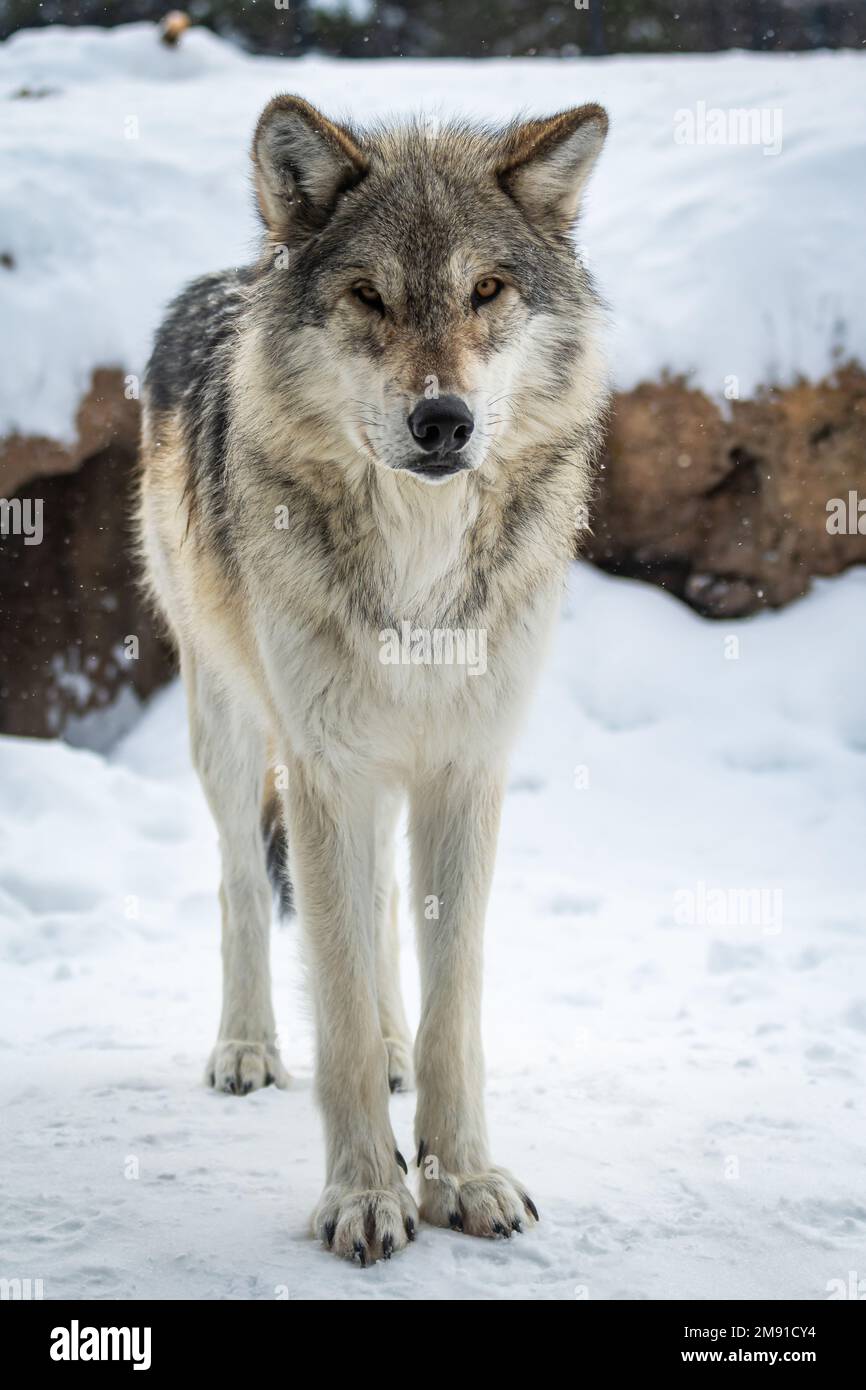 Yellowstone ecosystem watershed hi-res stock photography and images - Alamy