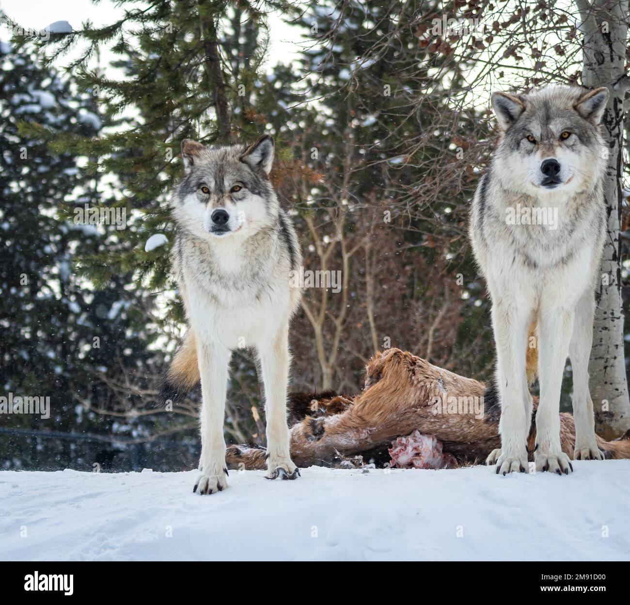 Wolves at Yellowstone Bear World in West Yellowstone Stock Photo - Alamy