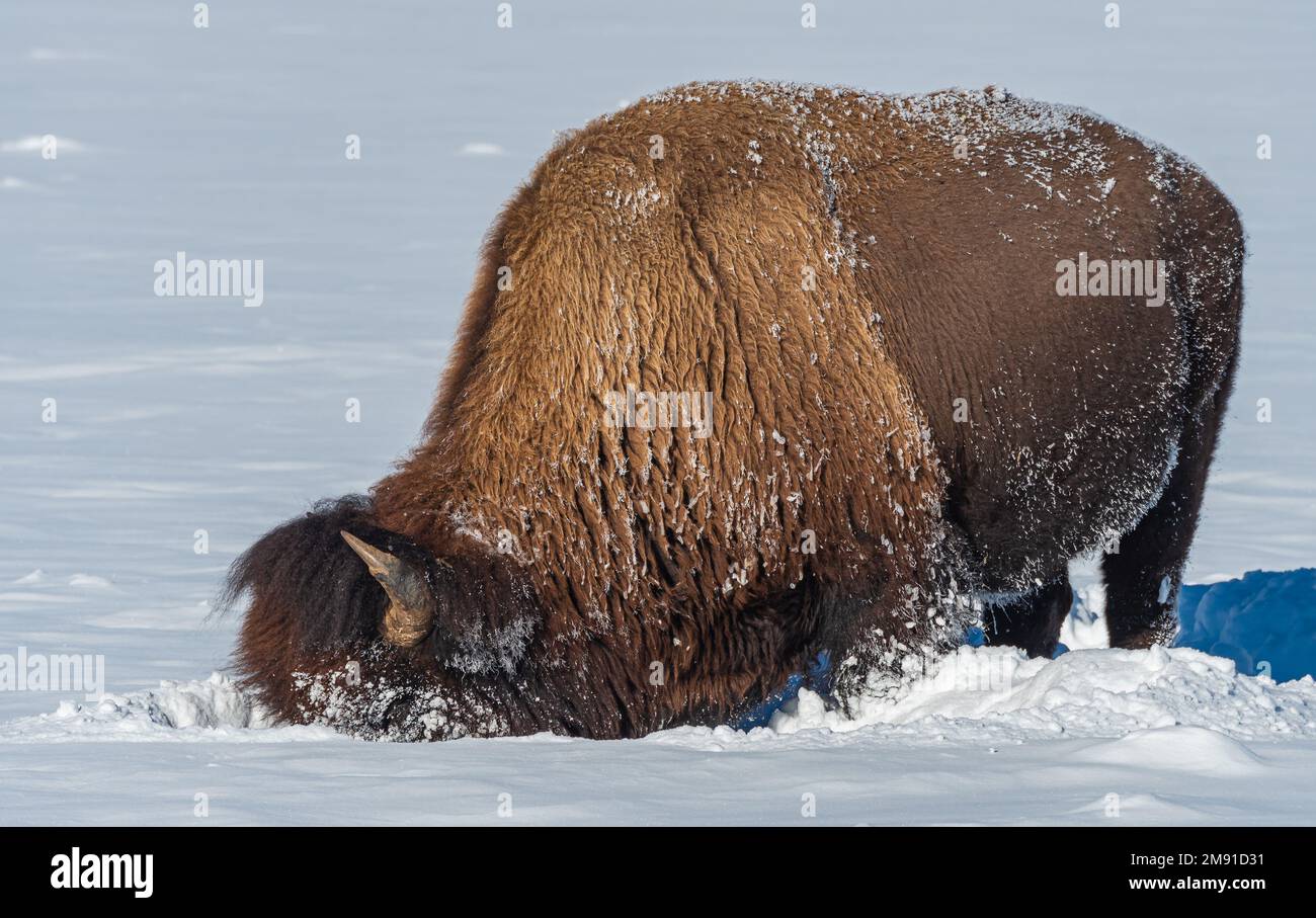 Yellowstone ecosystem watershed hi-res stock photography and images - Alamy