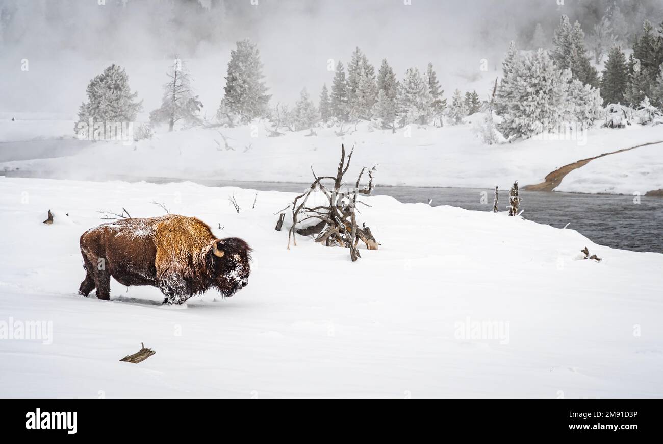 Yellowstone ecosystem watershed hi-res stock photography and images - Alamy