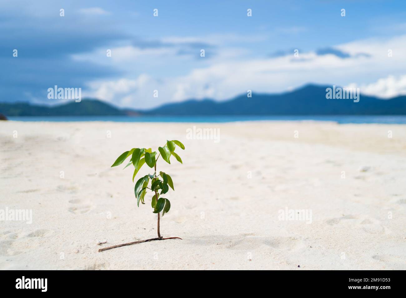 horizontal background of a tropical beach in the Philippines islands ...