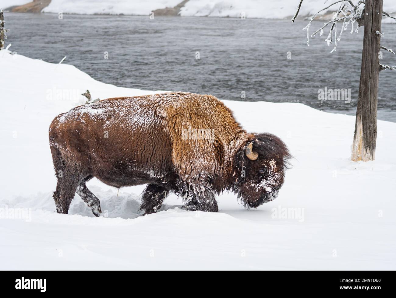Buffalo grazing in Yellowstone National Park Stock Photo - Alamy