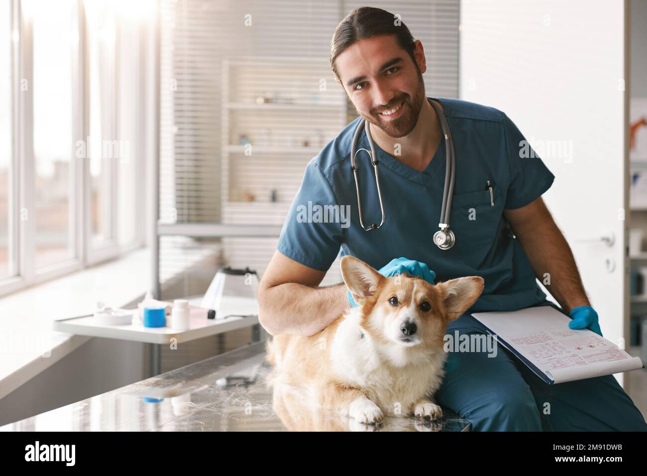 Happy young professional veterinary doctor with purebred welsh pembroke ...