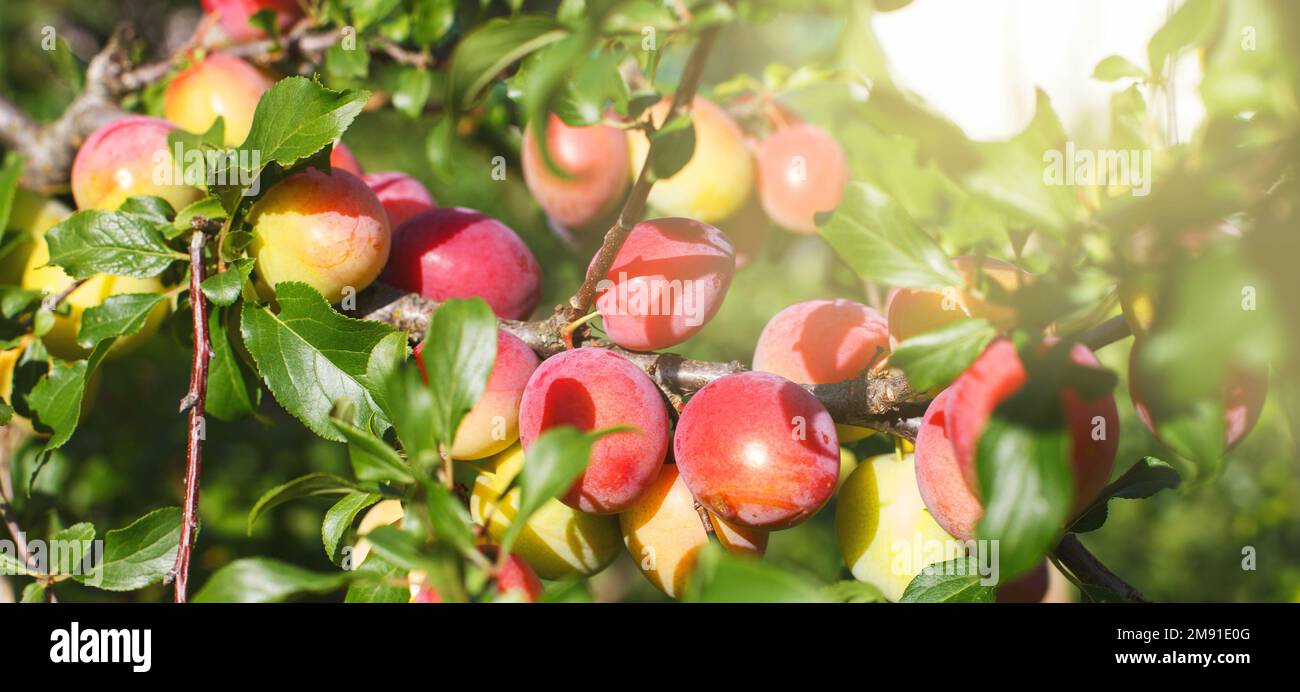 Organic plums ripening on the tree in the garden. banner Stock Photo ...