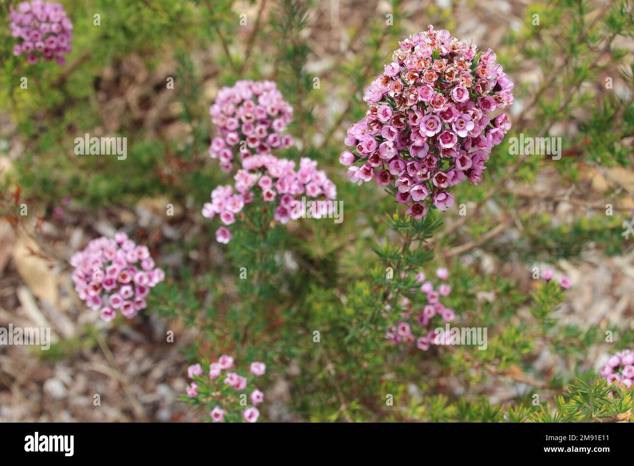 blooming wild flowers at kings park in perth (australia Stock Photo - Alamy
