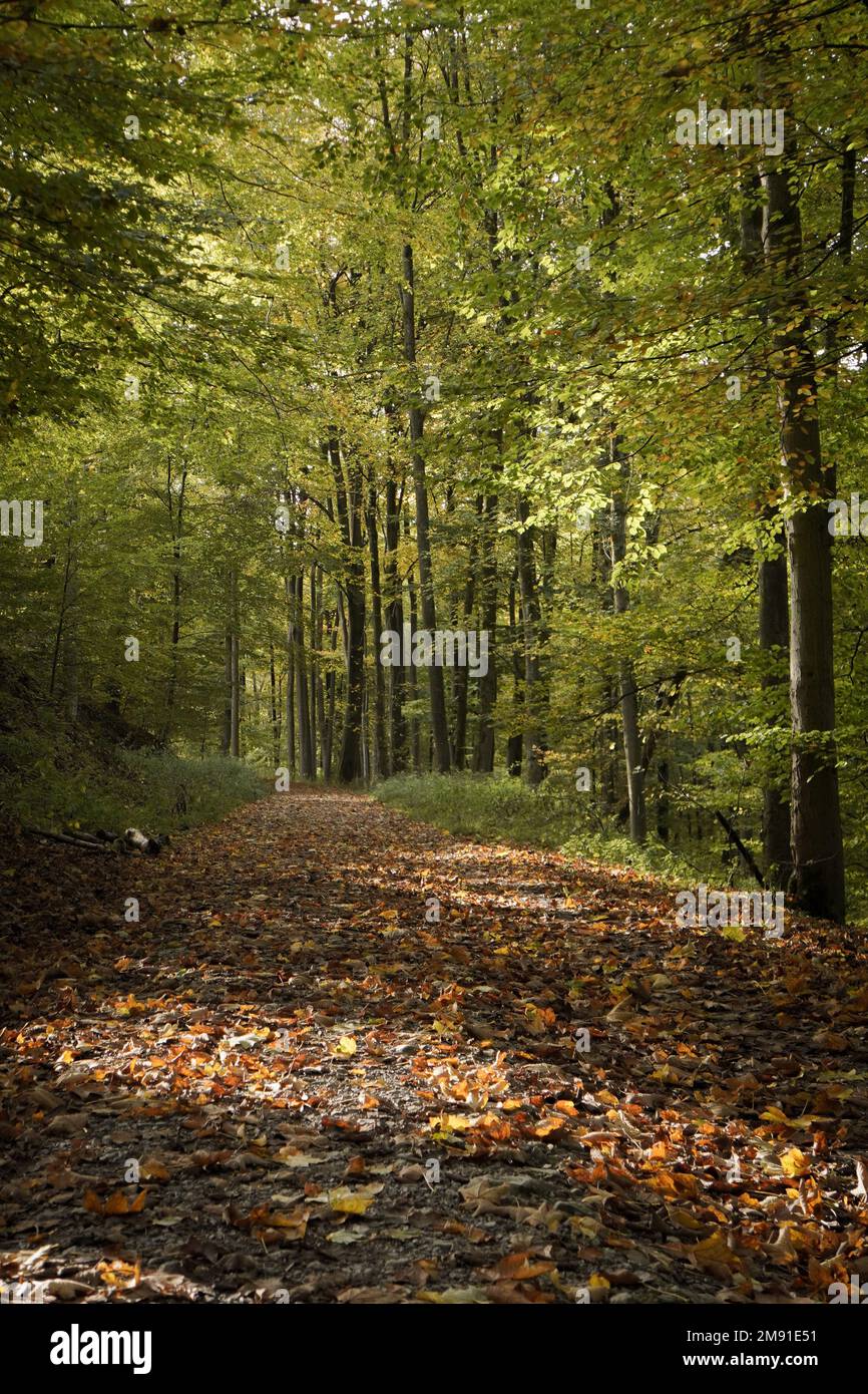 Colorful forest hi-res stock photography and images - Alamy