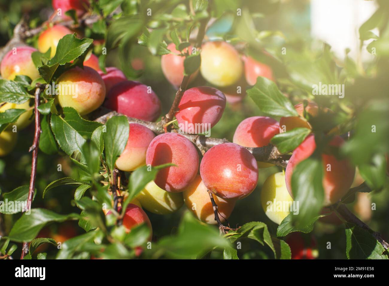 Victoria garden tree hi-res stock photography and images - Alamy
