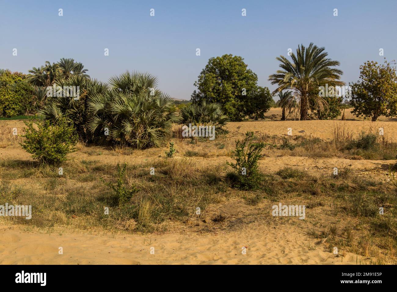 Sand and plants by the river Nile, Egypt Stock Photo - Alamy