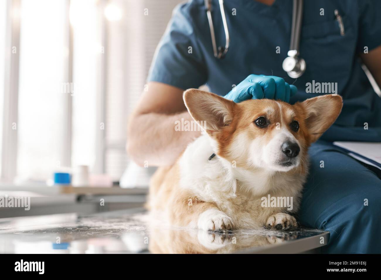Sick dog hi-res stock photography and images - Alamy