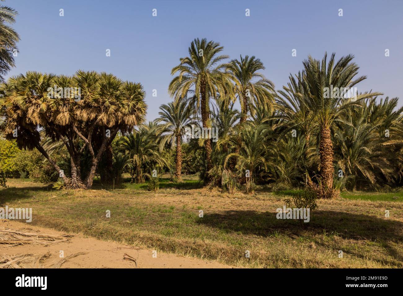 Fields by the river Nile, Egypt Stock Photo - Alamy