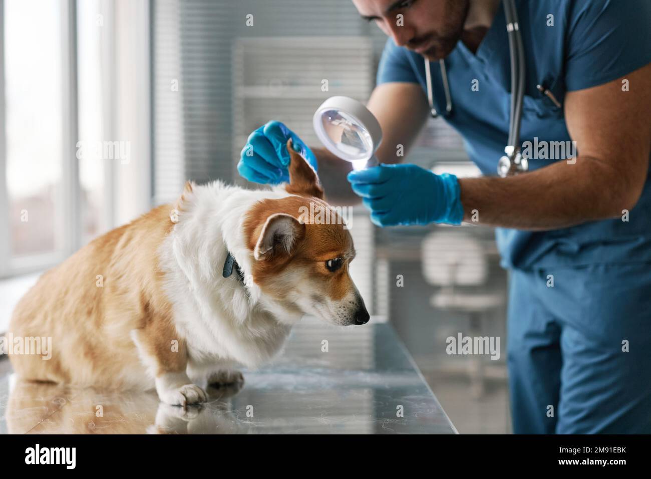 Young veterinarian in gloves and uniform bending over sick corgi dog ...