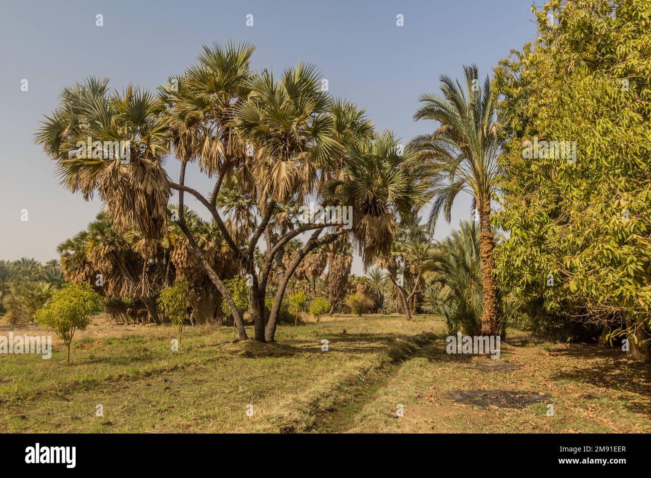 Fields by the river Nile, Egypt Stock Photo - Alamy