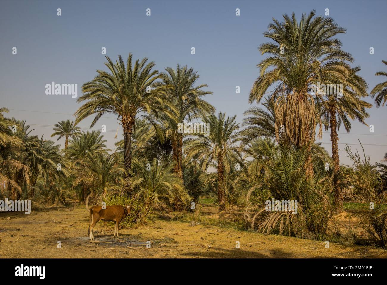 Palms by the river Nile, Egypt Stock Photo - Alamy