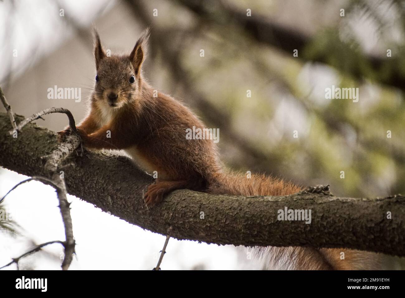 Low angle view little hi-res stock photography and images - Alamy