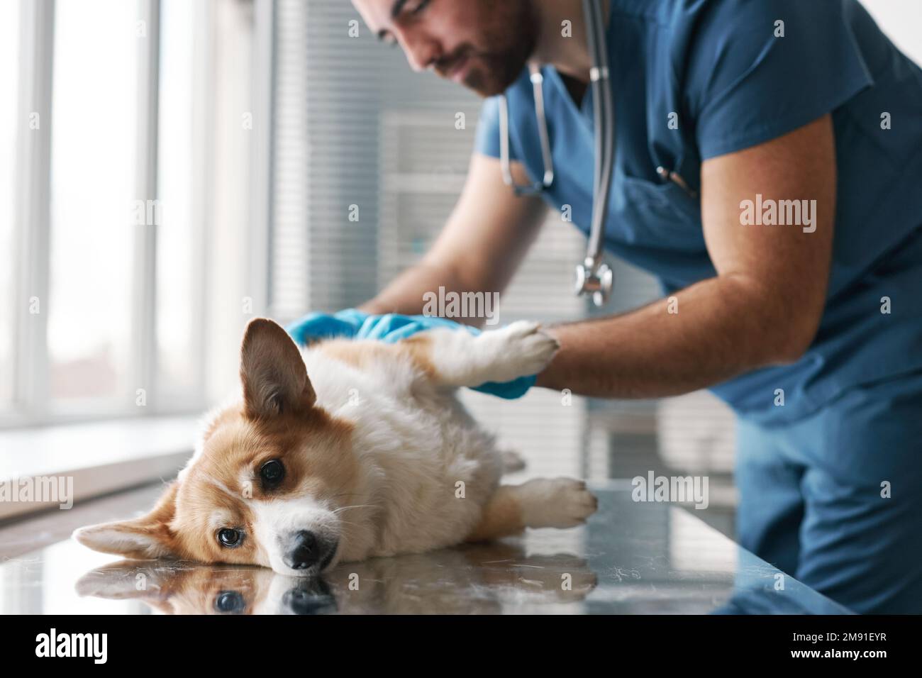Cute fluffy purebred welsh pembroke corgi dog lying on table during ...