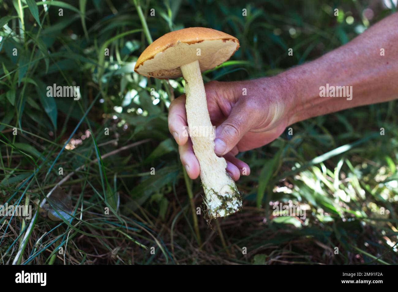 a man's hand cuts a boletus with a knife in the forest Stock Photo - Alamy