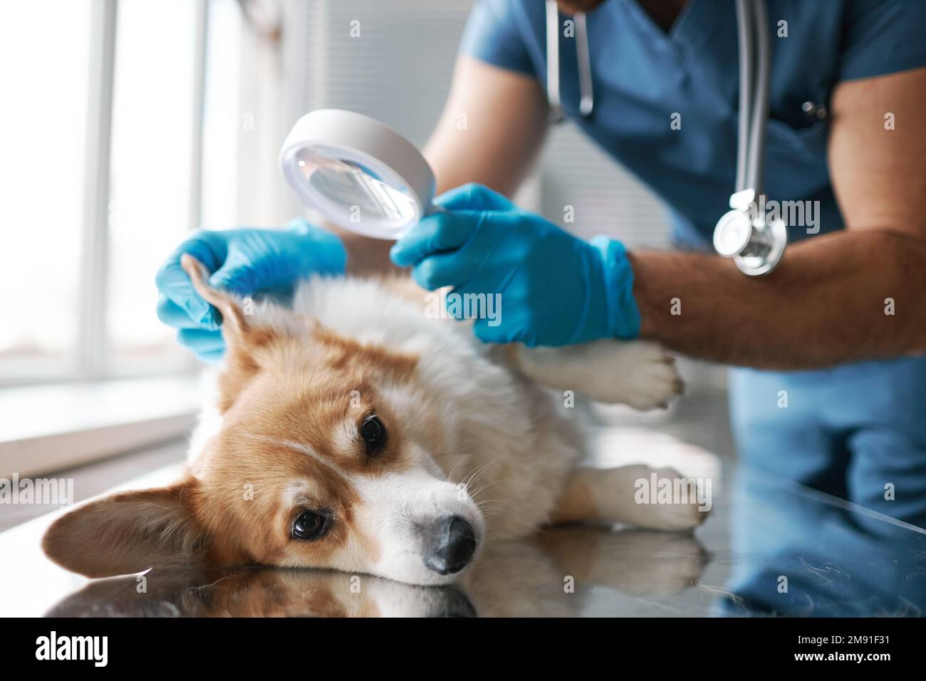 Young male vet doctor in gloves and uniform using magnifying glass for ...