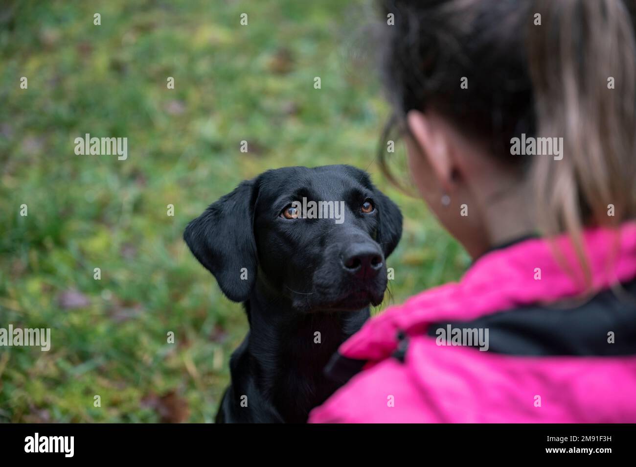 Over the shoulder view of a beautiful black labrador retriever dog ...